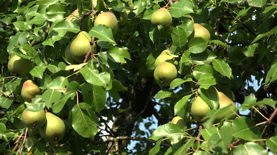 Soledad compartida: Las peras y el olmo