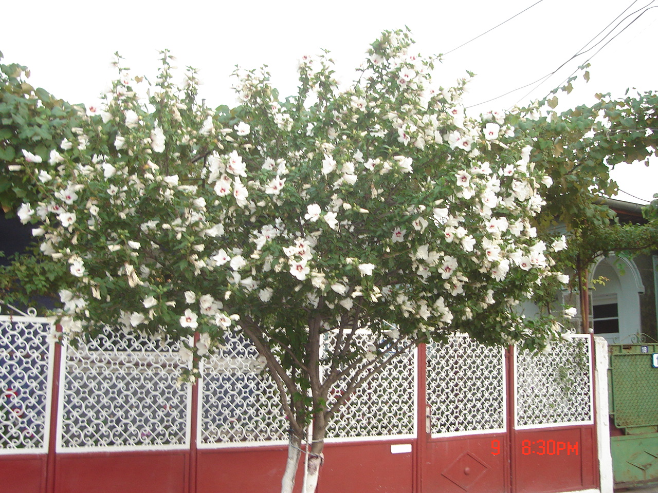 ginaoki: UN COPAC CU FLORI