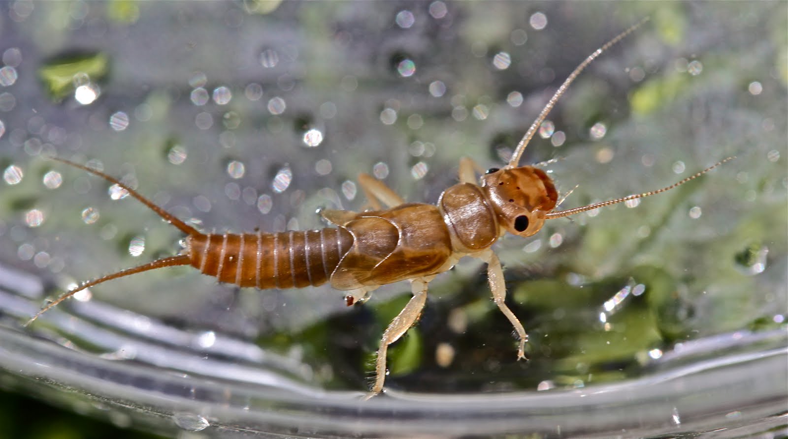 Aquatic Insects of Central Virginia: Maturation of "Diploperla ...