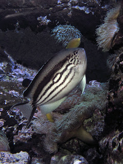 AQUATICHYK: LAMARCK'S ANGELFISH / Genicanthus lamarck