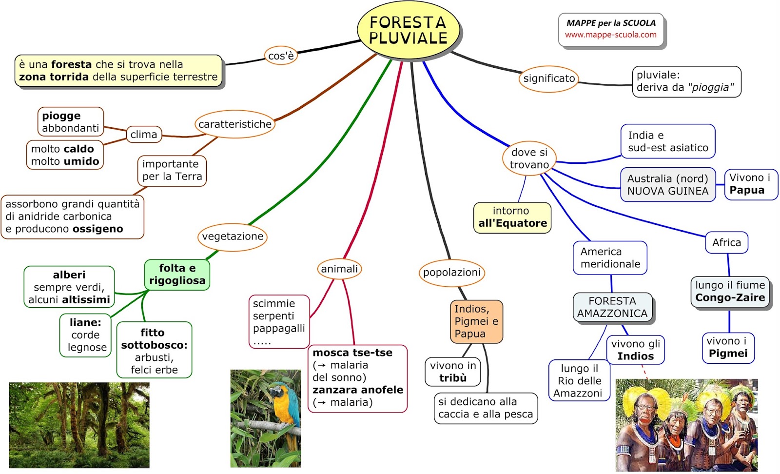MAPPE per la SCUOLA: LA FORESTA PLUVIALE