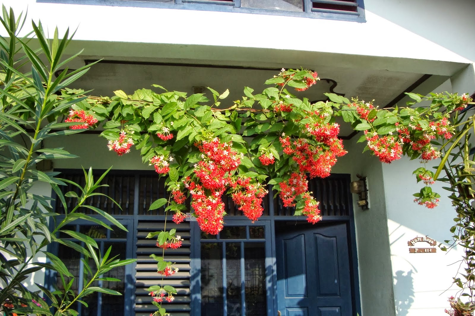 JUAL TANAMAN RAMBAT MELATI BELANDA | SUPLIER TANAMAN RAMBAT DAN HIAS ...