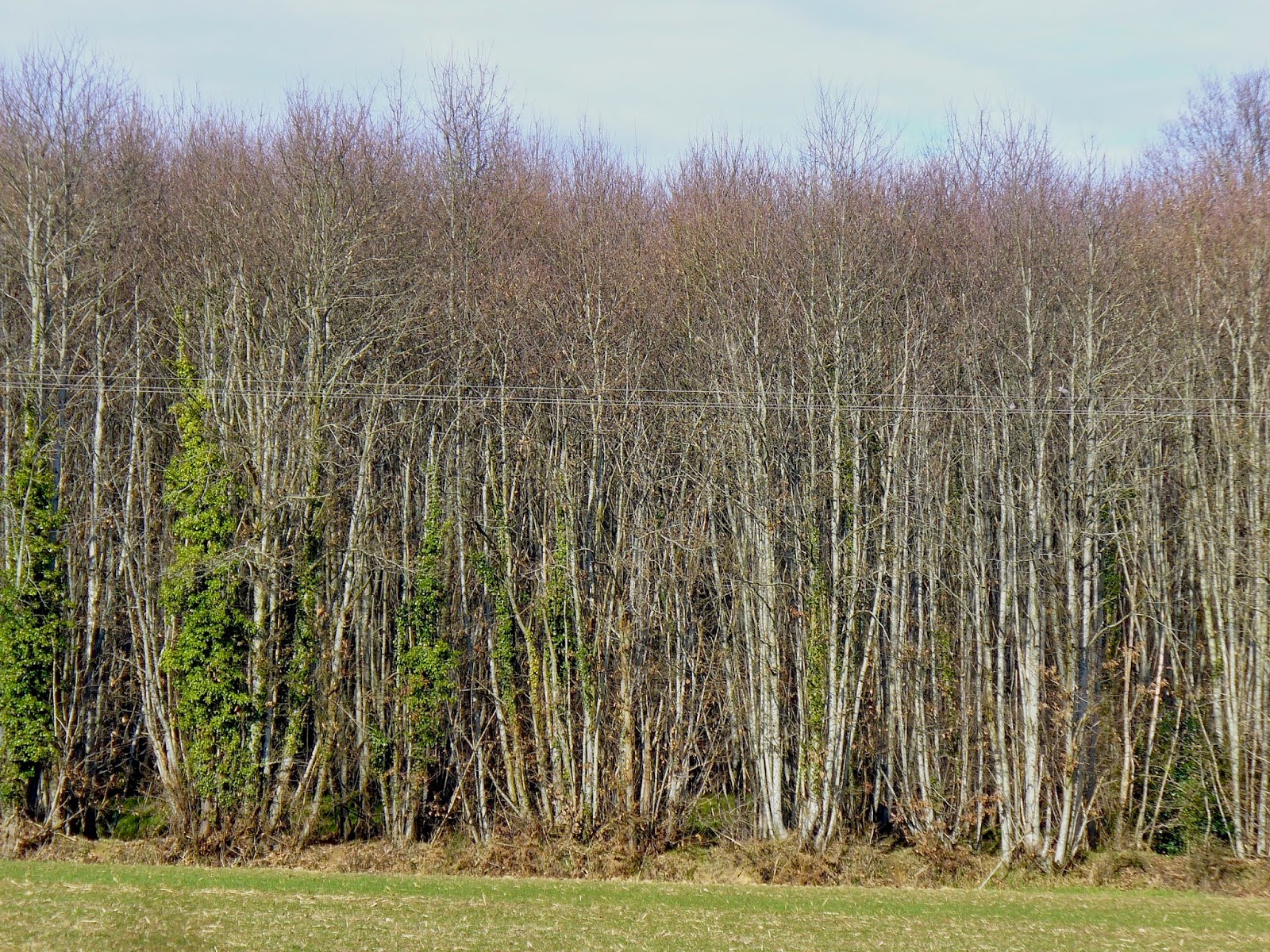 Sciences Paysages Informatique: conversion taillis en futaie