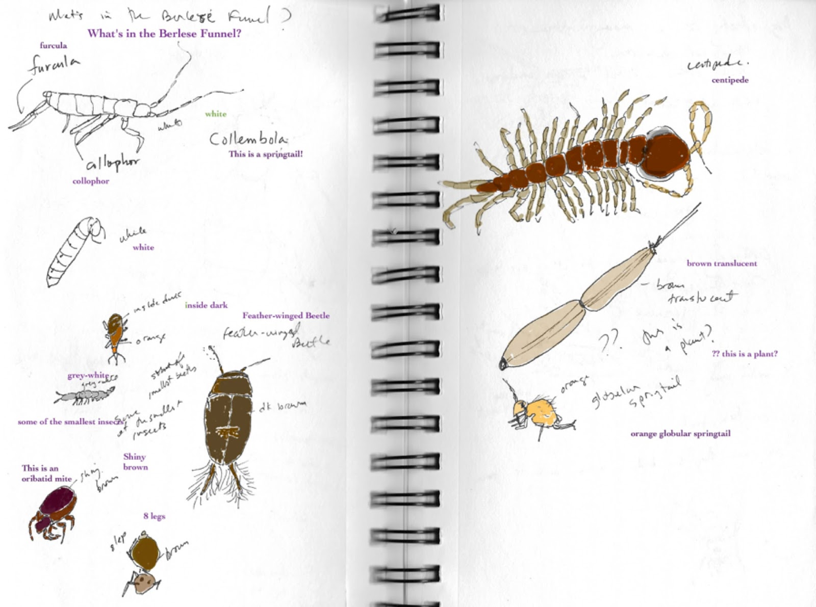 Poetry for Children: Blog Tour: Leaf Litter Critters by Leslie Bulion