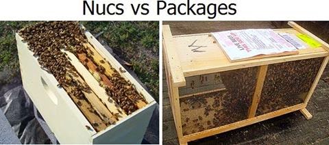 Strathcona Beekeepers' Library: Honey Bee Nucs vs Packages