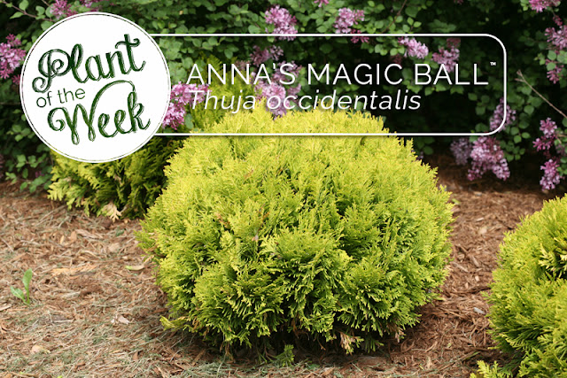 Proven Winners® ColorChoice® Plant of the Week: Plant of the Week: Anna ...