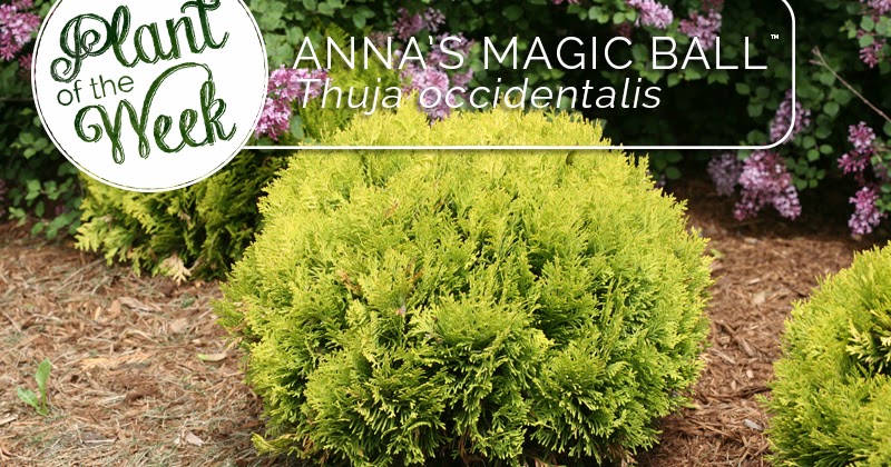 Proven Winners® ColorChoice® Plant of the Week: Plant of the Week: Anna ...