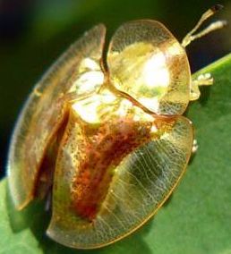 Kepik | Octa Cinta Serangga