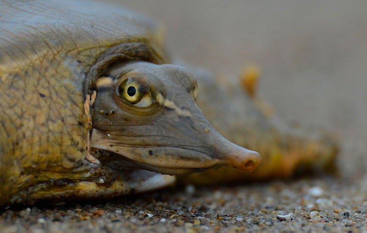 Red and the Peanut: A Midland Smooth Softshell Turtle (Apalone mutica ...