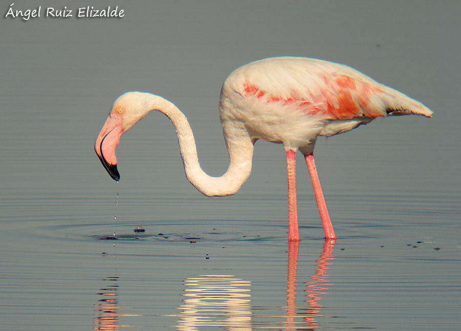 Aves de la Ría de Ajo: septiembre 2011