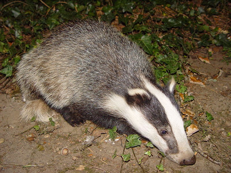 Amazing Badger Facts