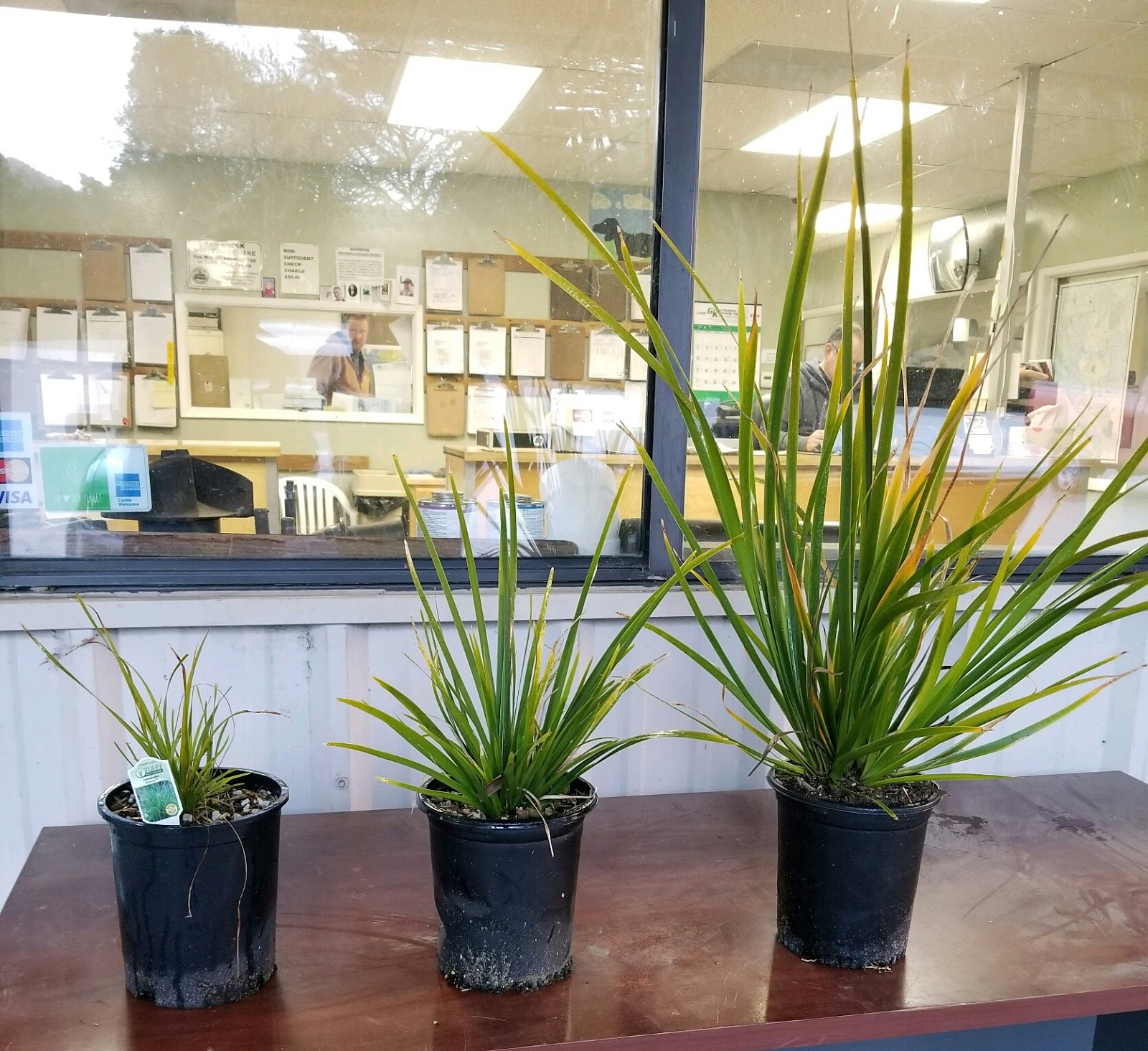 Western Tree Nursery Wholesale Only - California: Lomandra (L) Breeze ...