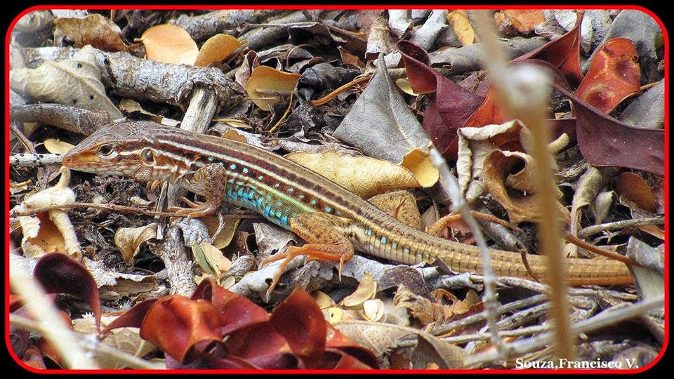 FAUNA E FLORA DO RN: Calango Ameivula ocellifera (SPIX, 1825); Fauna do RN