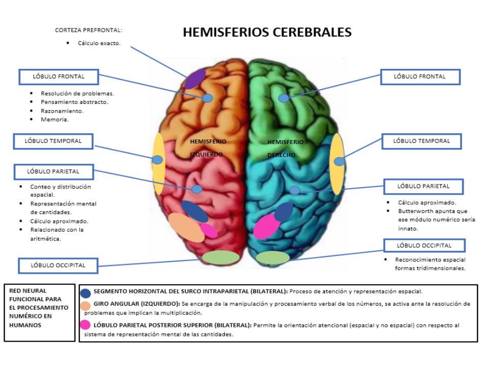 Razonamiento matemático IV: CARTOGRAFÍA CEREBRAL: CEREBRO MATEMÁTICO