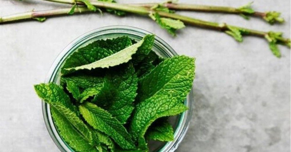 Η ξεχωριστή θεραπευτική αξία της μέντας
