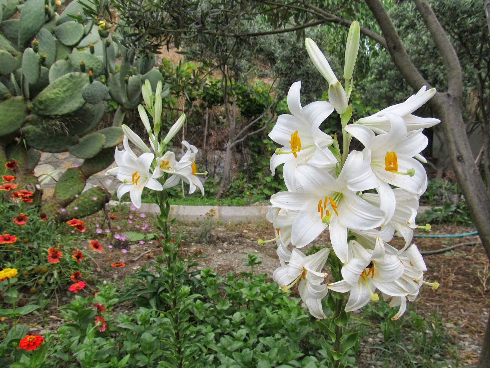 Cittaslow Botanik Park: ZAMBAK ( Lilyum )