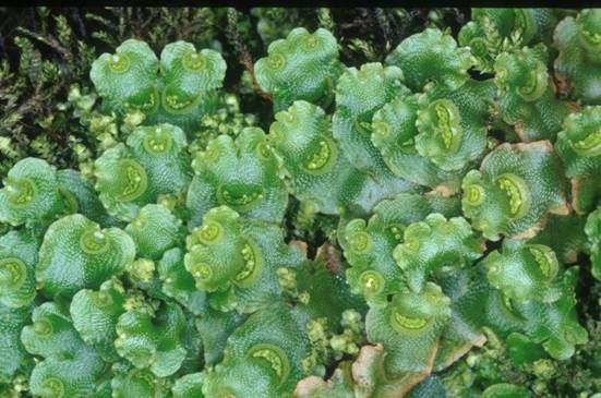 PLANTAS SIN FLORES: MUSGOS Y HELECHOS ~ Con-CIENCIA