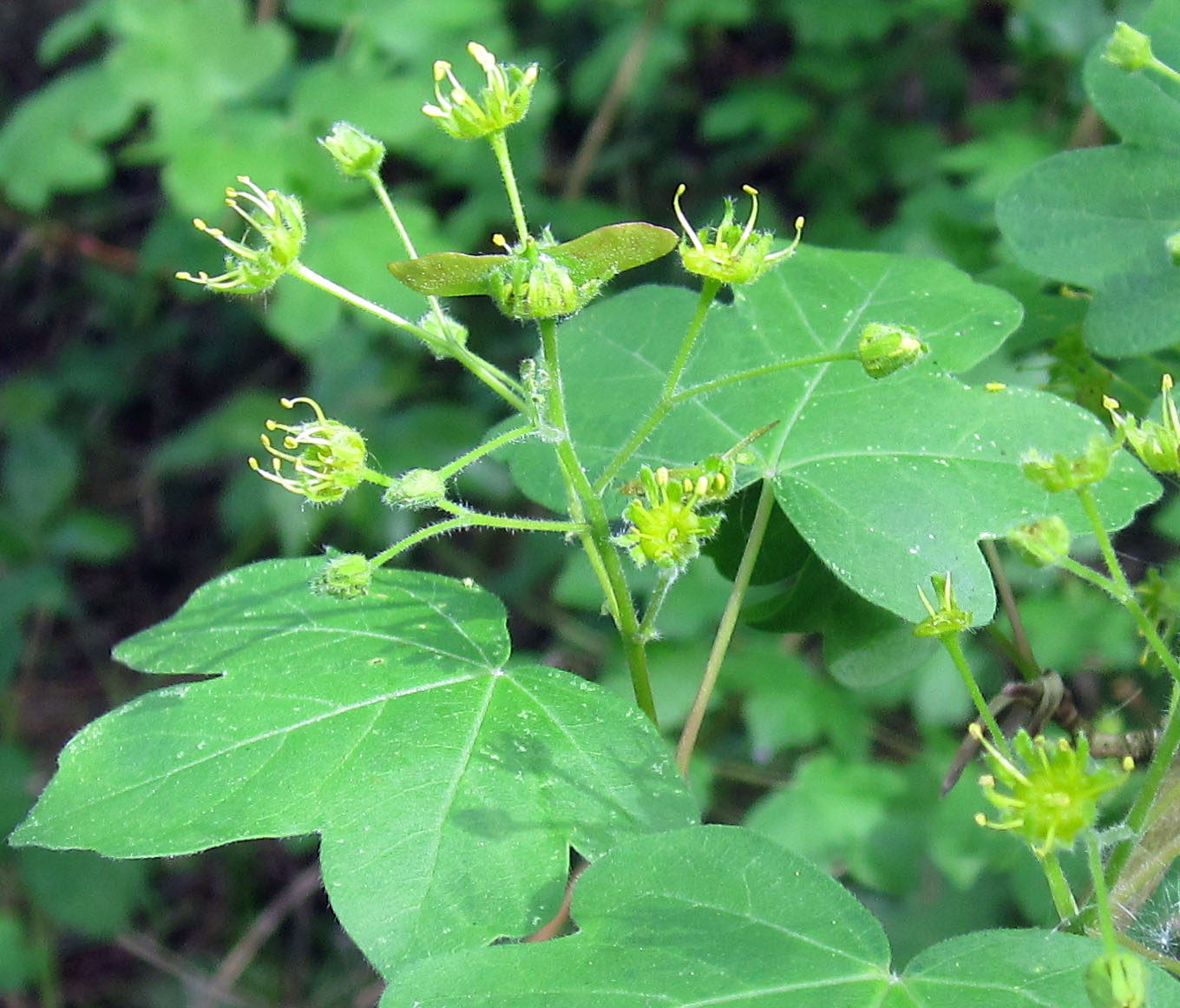 Field Maple and Sycamore Flowers | Naturally