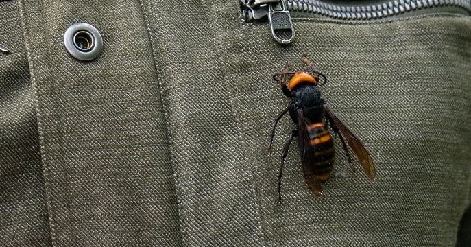 tested by research: "Murder Hornets" Found On Vancouver Island (And ...