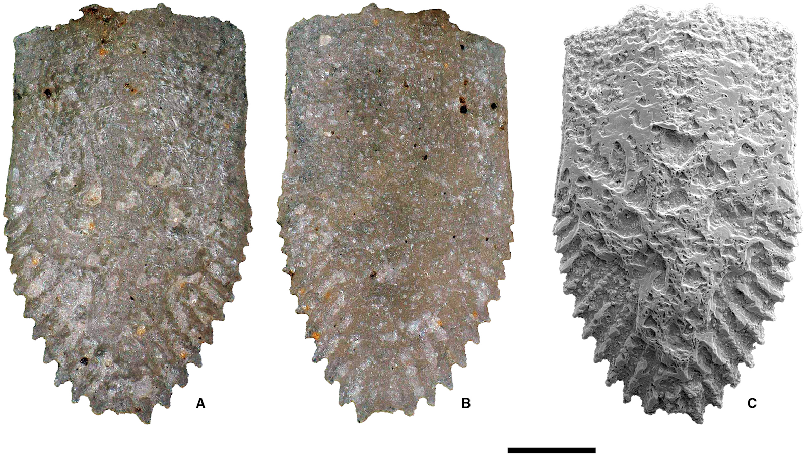 Sciency Thoughts: Linguaserra triassica: A new species of Ophiocistioid ...