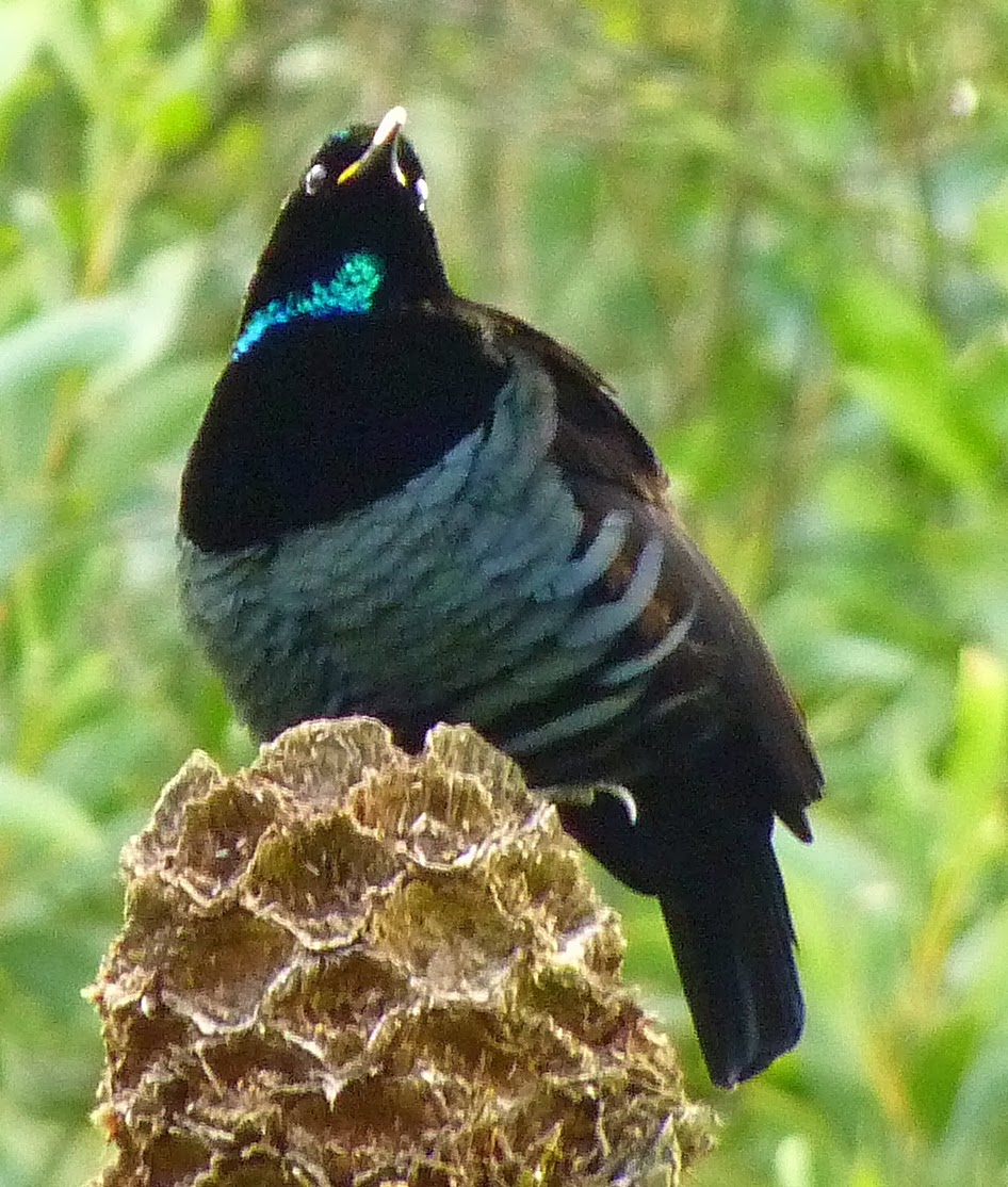 Birding For Pleasure: My FIRST Anniversary BLOG - Victoria Riflebird