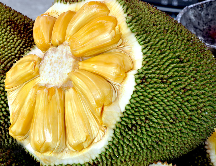 Cara Yang Benar Budidaya Nangka Madu