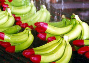 Using Renewables: The story behind the red wax-tipped bananas in Australia