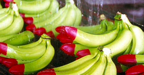 Using Renewables: The story behind the red wax-tipped bananas in Australia