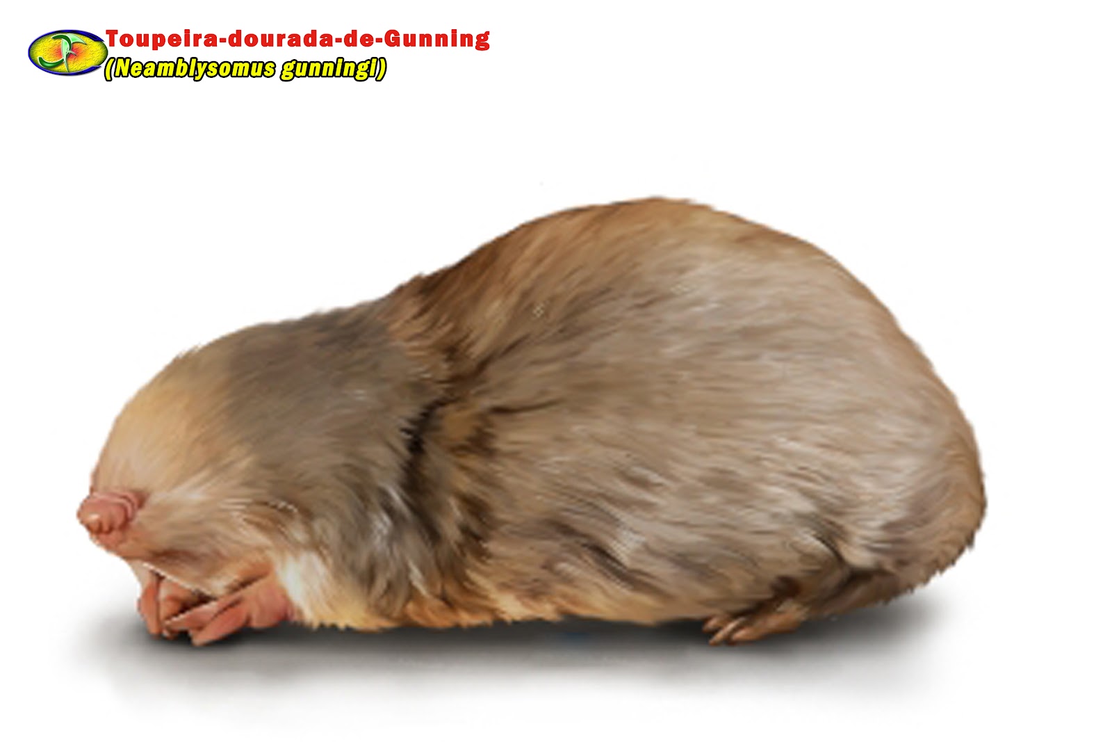 Mamíferos: Toupeira-dourada-de-Gunning (Neamblysomus gunningi)