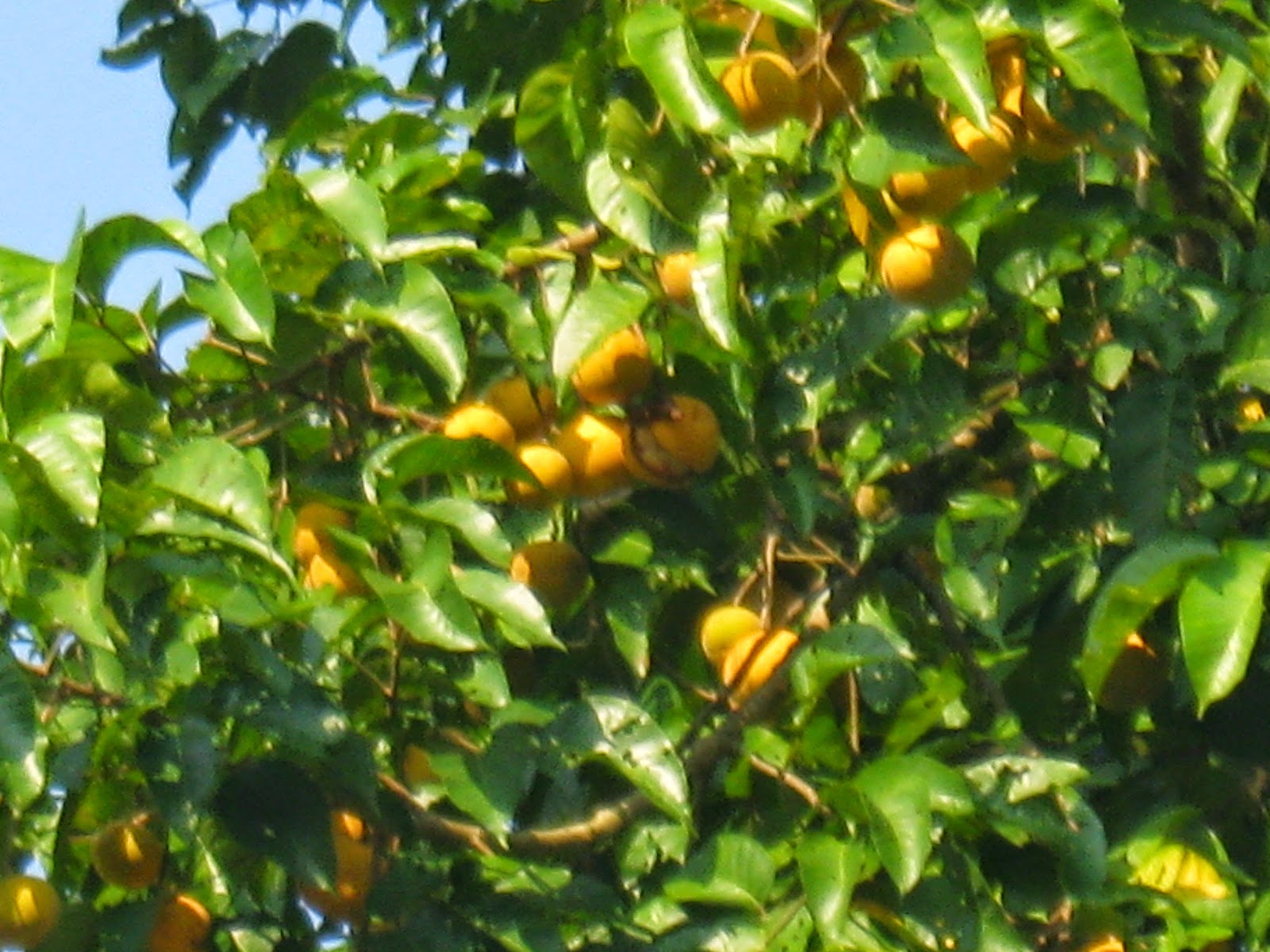 Azram Sulong: buah sentul