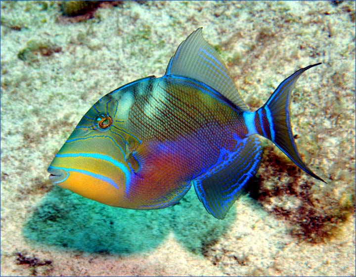 Queen Triggerfish - Fishes
