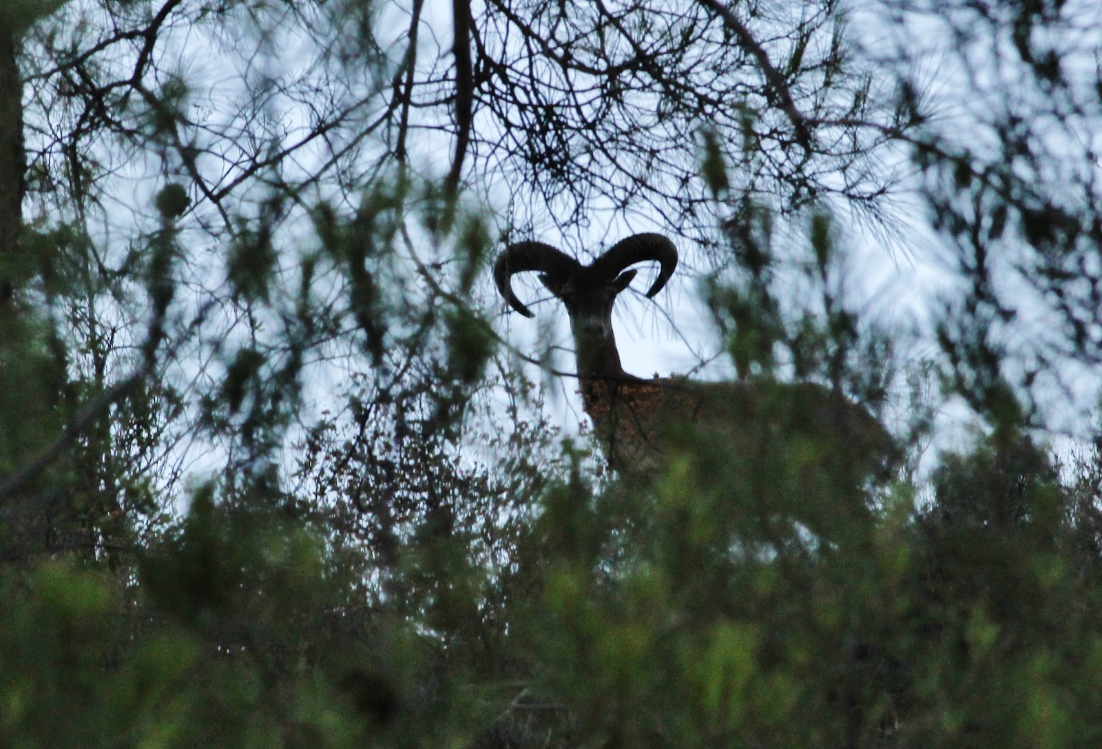 Mammals of Cyprus - Τα θηλαστικά της Κύπρου by George Konstantinou ...