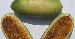 Taxonomia vegetal : Curuba