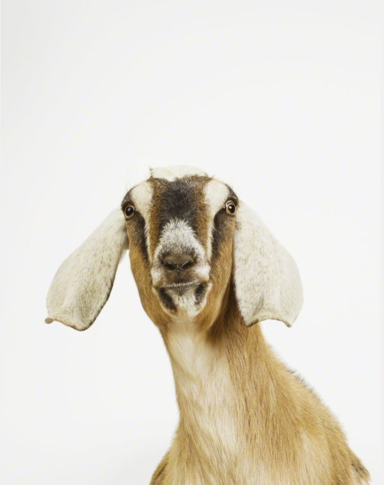 Backyard Farming: Goaty Goat Goat Goat