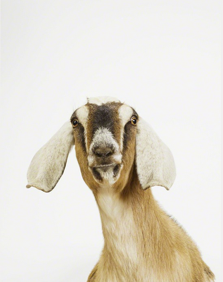 Backyard Farming: Goaty Goat Goat Goat