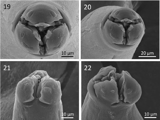 Sciency Thoughts: A parasitic Heterakid Nematode from Sulawesi.