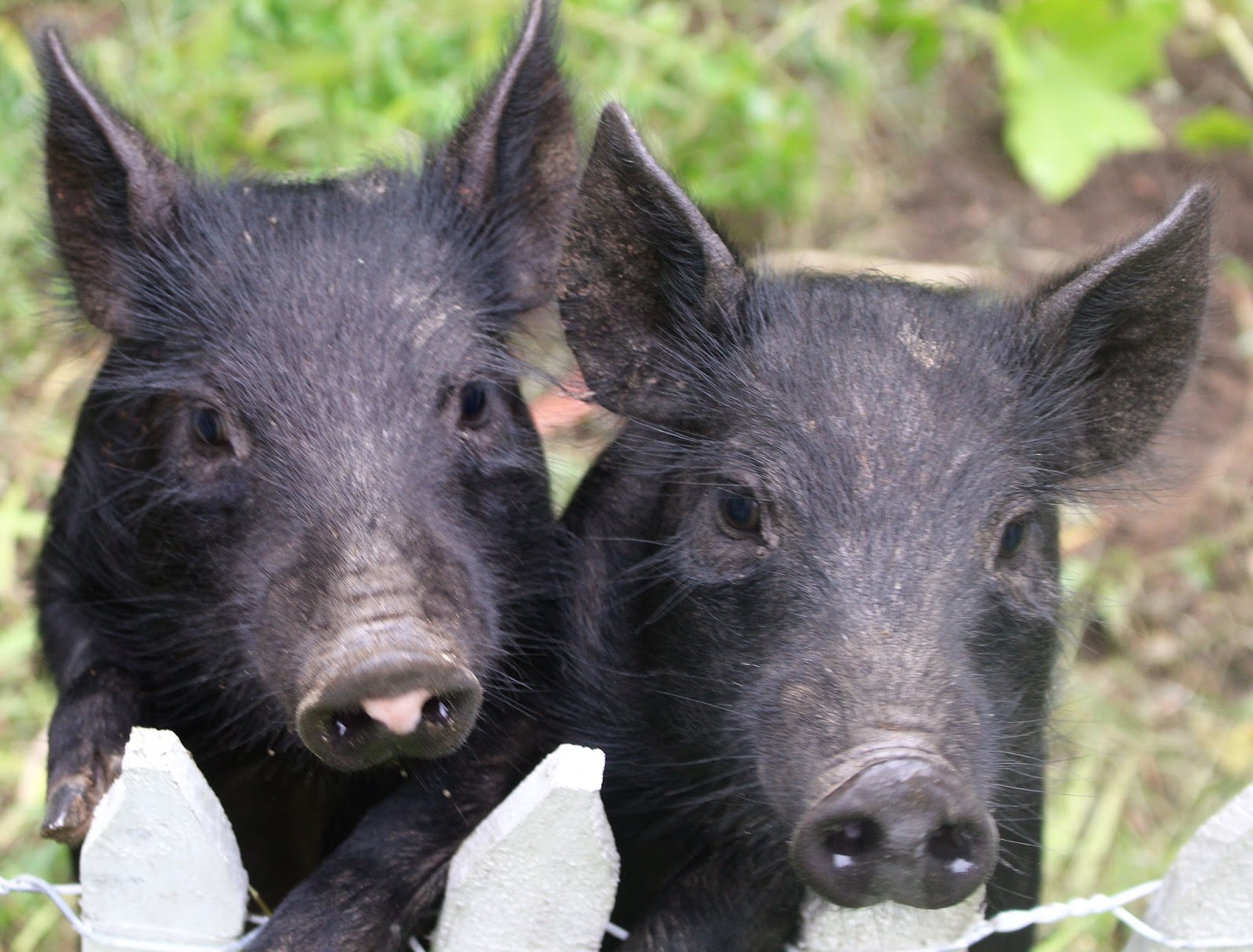 Our Little Homestead