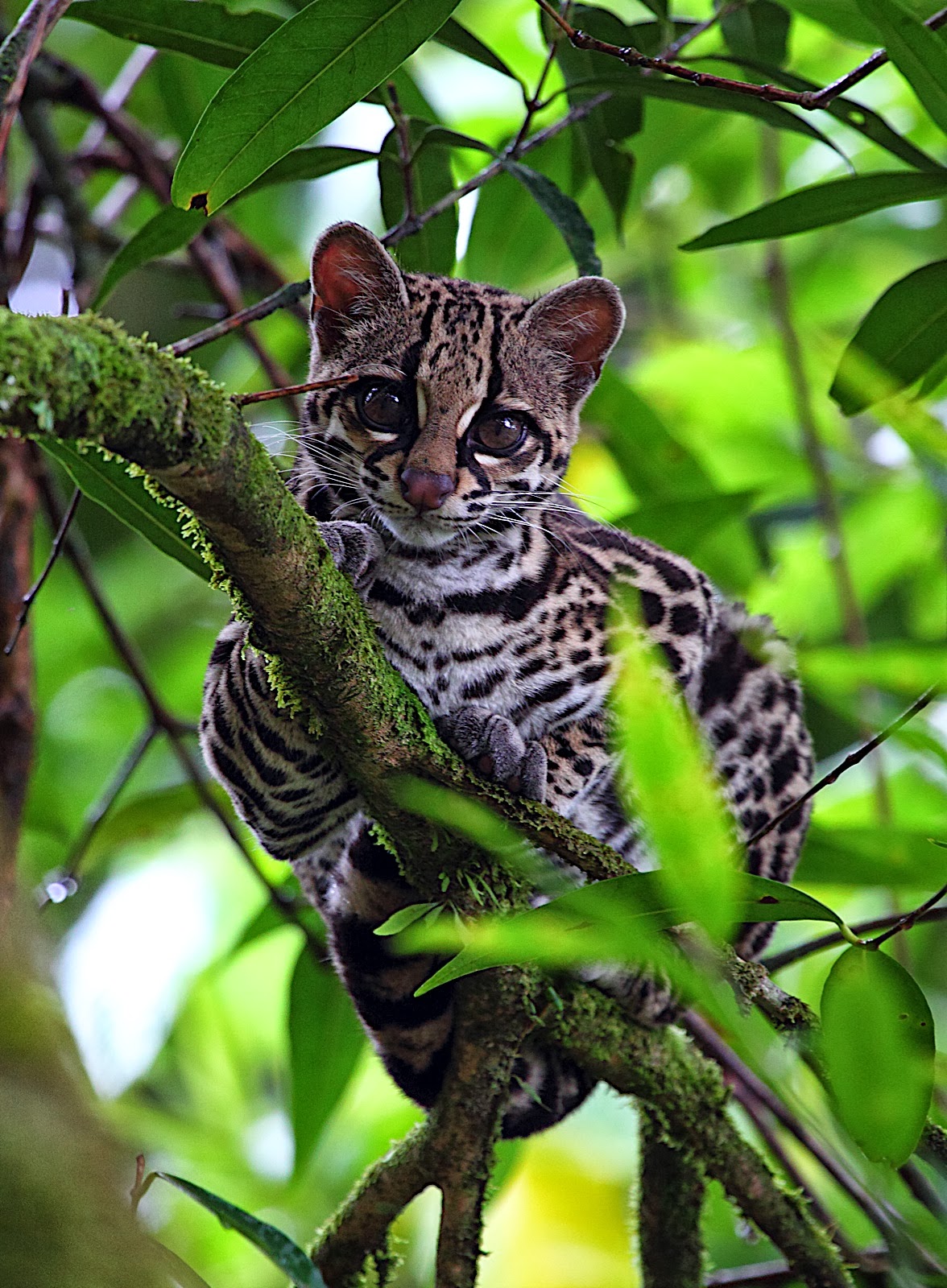 Oncilla-Leopardus tigrinus | Enter your blog name here