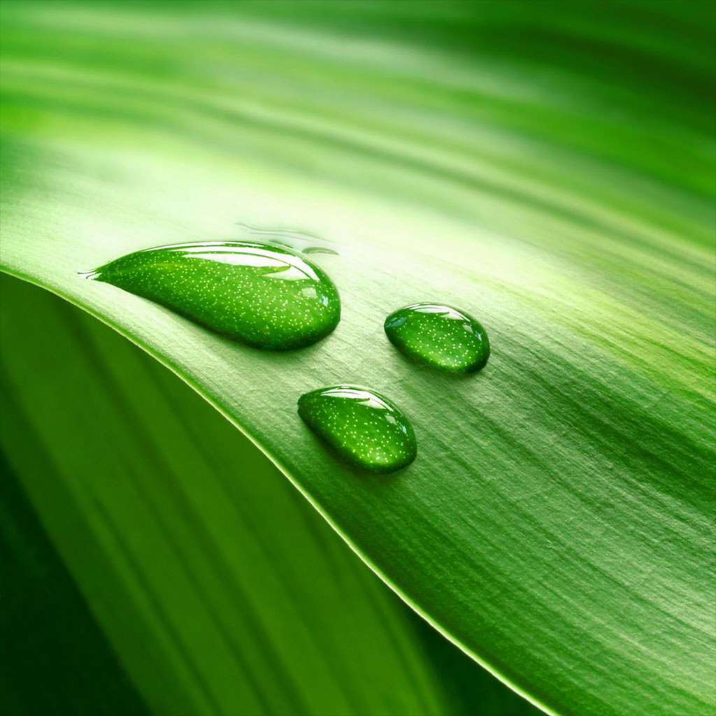 Gambar-Gambar Daun yang Alami dan Sangat Indah - 3d nature wallpaper