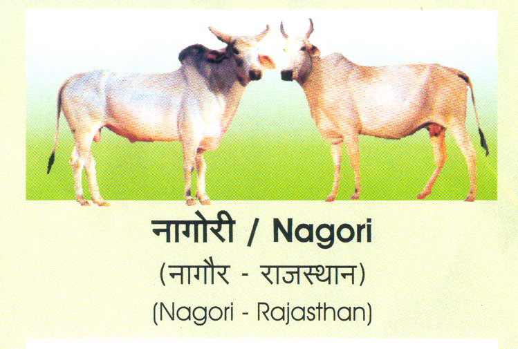 Indian Cow Breeds getting extinct