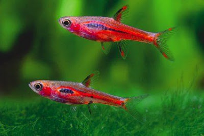 Red Dwarf Rasbora (Microrasbora rubescens) Care Sheet ~ Tropical Fish Types
