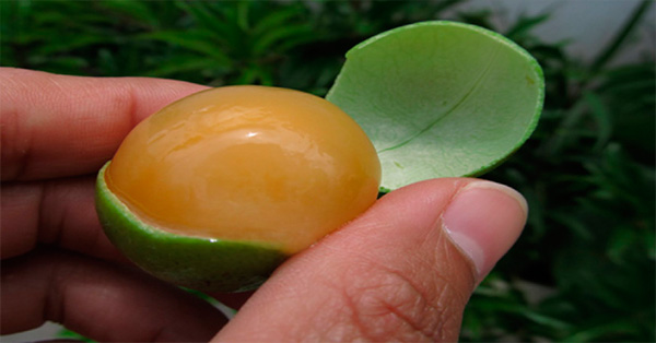 Vida Natural: Fruto del árbol quenepa: una fruta exótica con increíbles ...