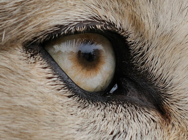 White Wolf : The incredibly detailed photos that reveal animal eyes in ...