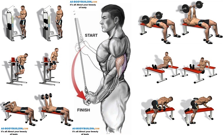 Building Massive Triceps A Call To Arms Bodydulding