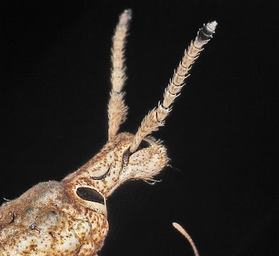 BunyipCo: October 2013