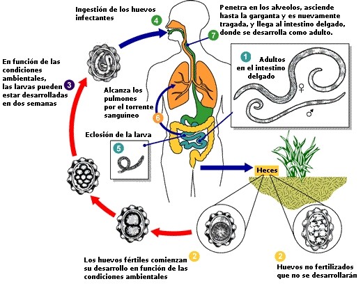 ENFERMEDADES MICROBIANAS: ASCARIASIS