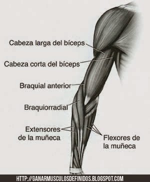 Anatomia Del Biceps - Ganar Músculos