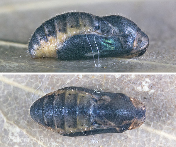 Butterflies of Singapore: Life History of the Common Hedge Blue