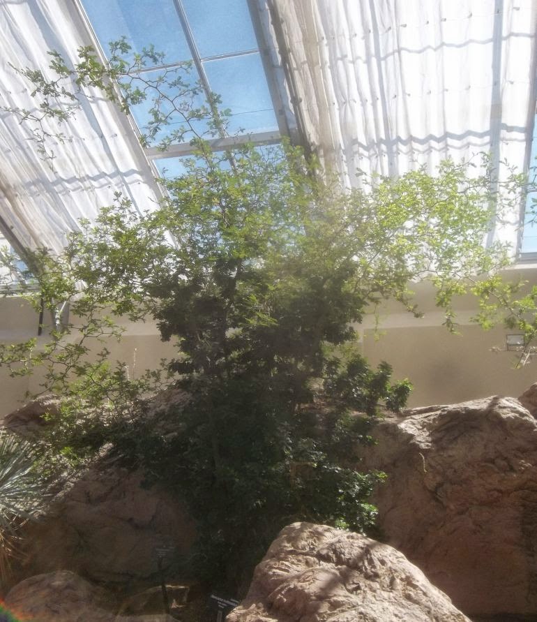 Future Plants by Randy Stewart: Pithecellobium