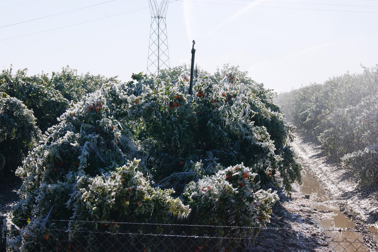 CulturAgriCulturE: 69- Intemperies -5- Heladas de primavera
